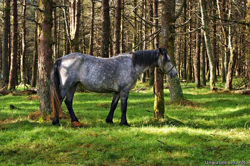 Un paseo,una foto: XXVII Feira do poldro e gando de monte. Muras (Lugo)
