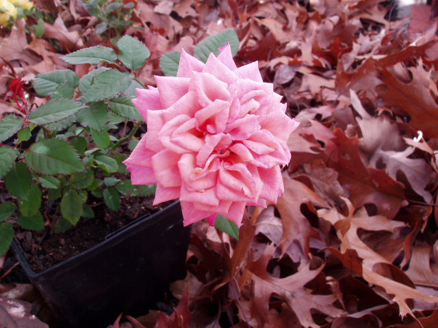 Sizzling Indian Recipes.....: Gulab / Rose -- One month lifespan of a ...