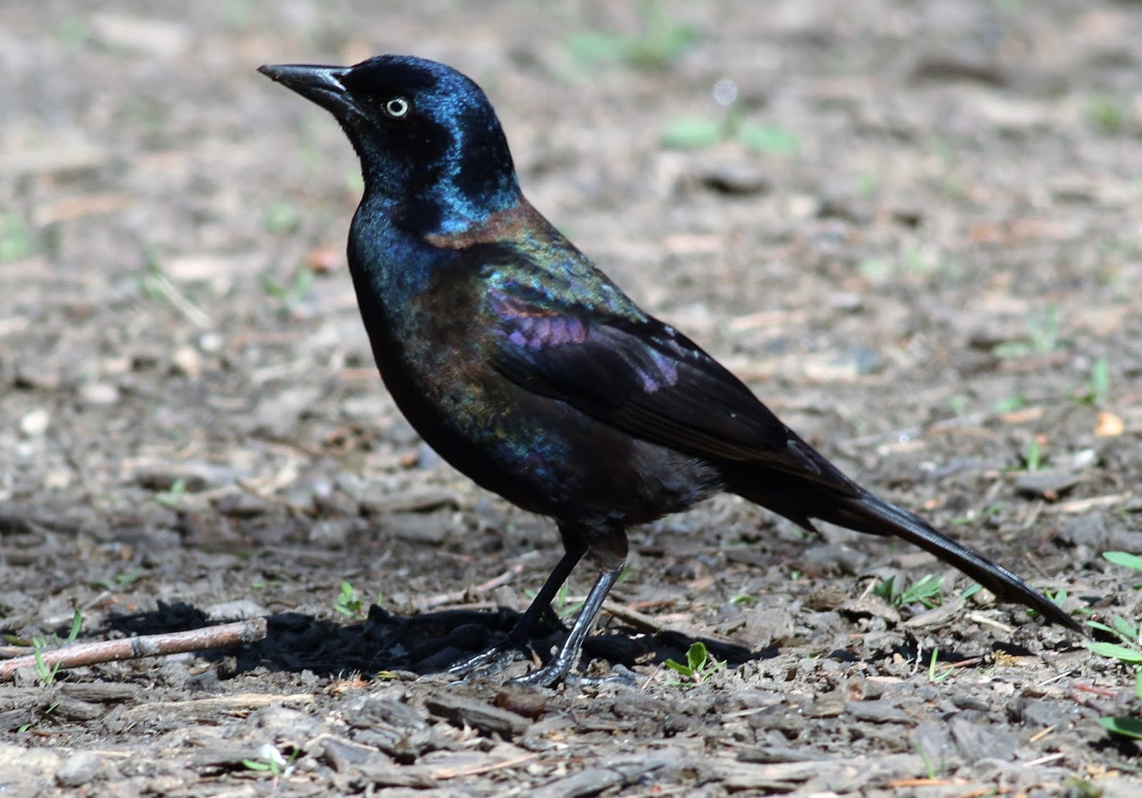 Paul's US Birding Blog: Spring birds in Central Park - 14th April