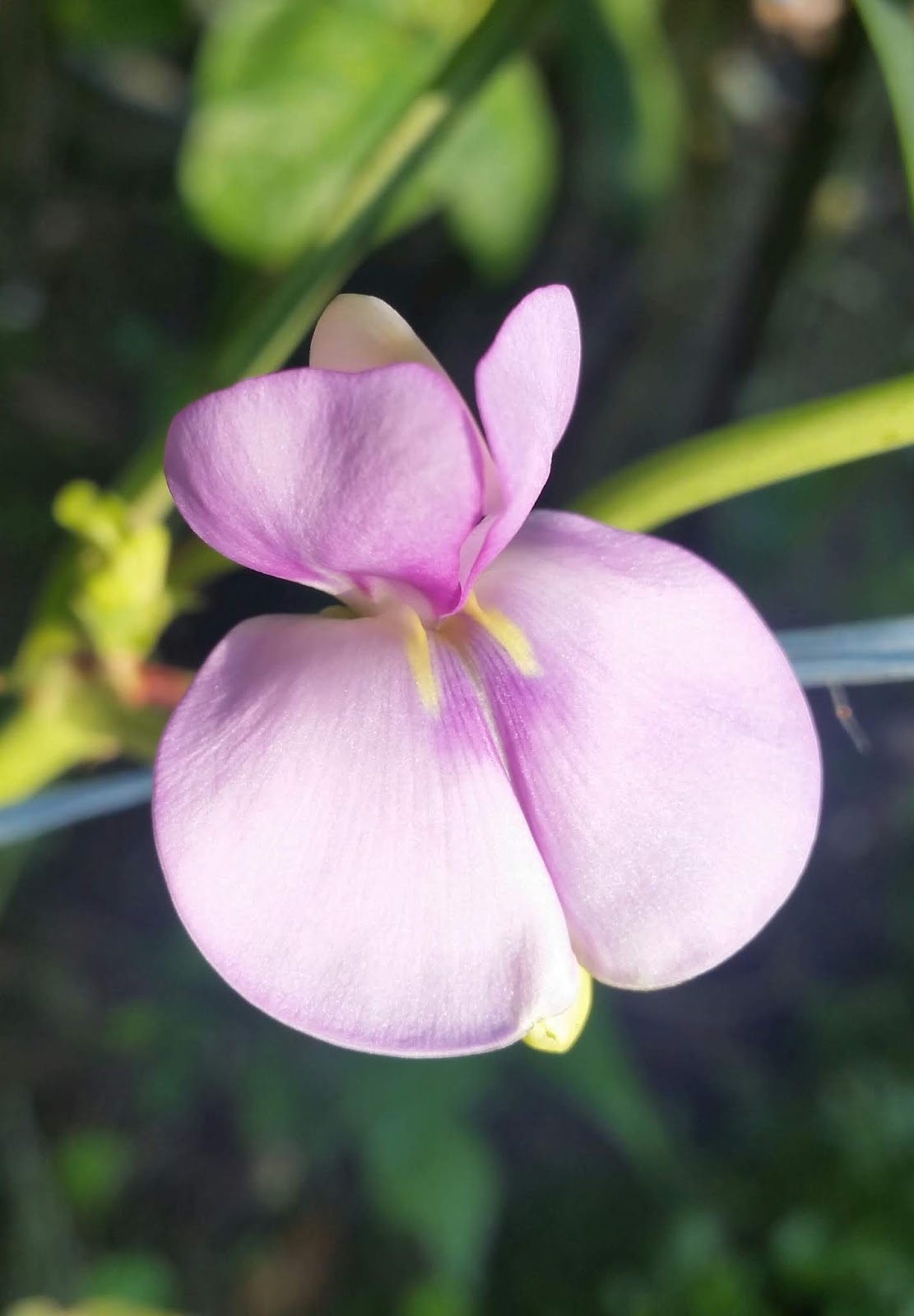 Warisan Petani: Pokok Kacang Panjang Ular