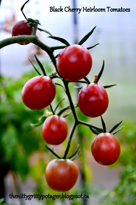 Tanja's Top Ten Tomatoes - 2014