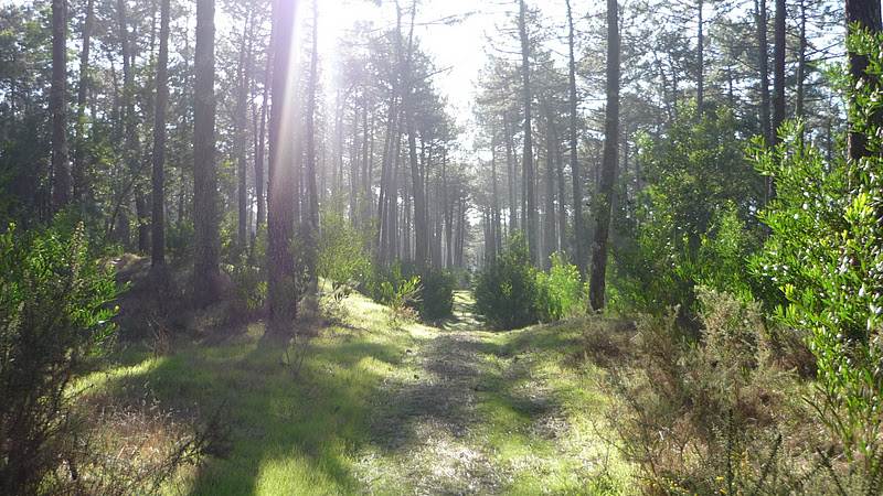 Palmilheiro: Trilho da Floresta de Ovar