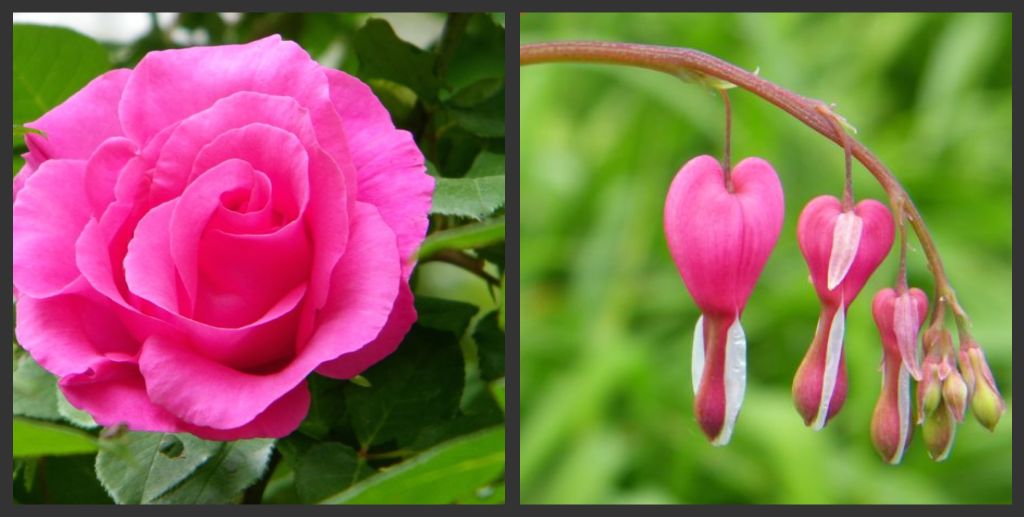 Woodstown Whimsies: How Does Your Garden Grow?