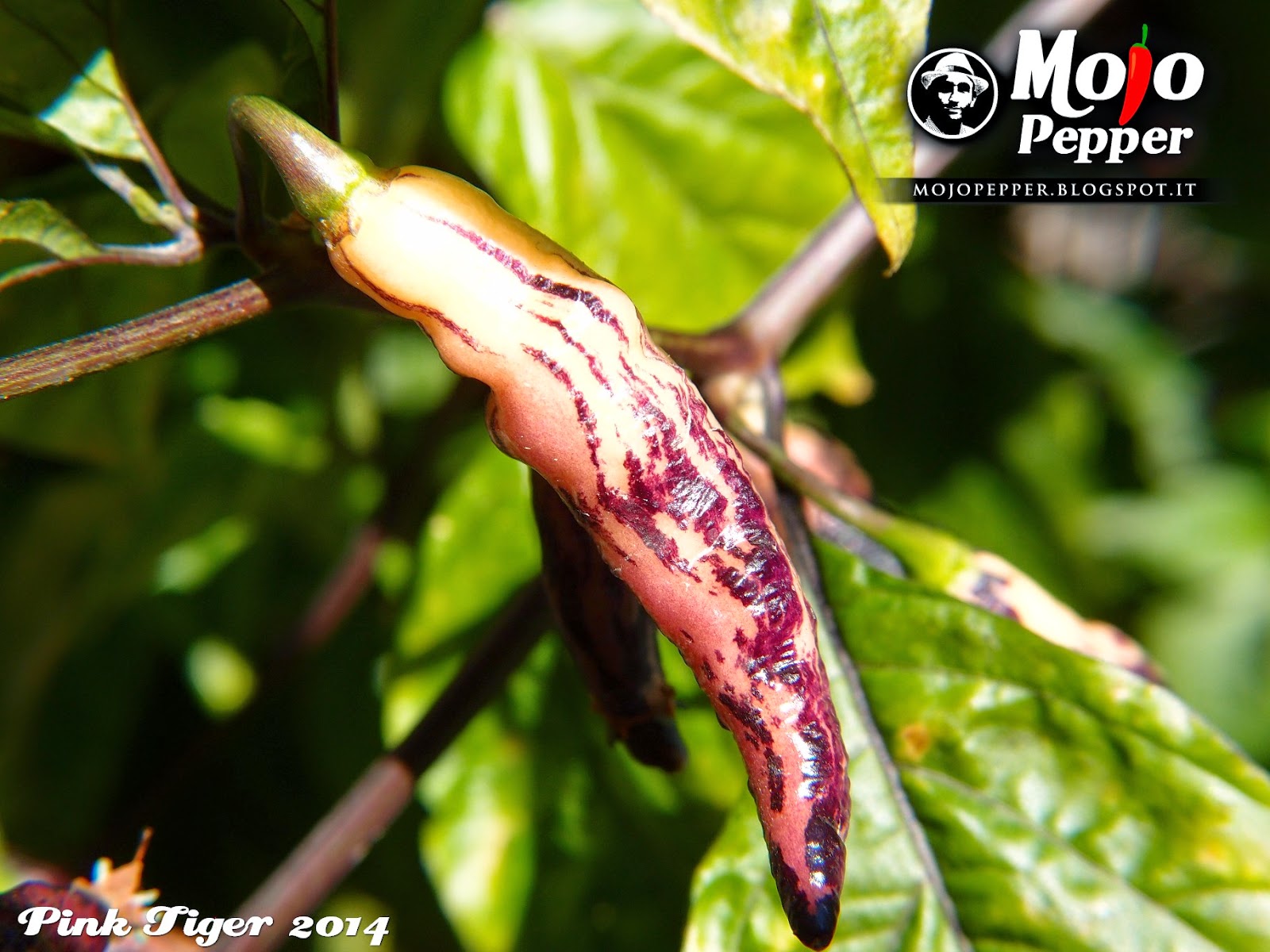The Mojo Pepper - Just a Chili Pepper grower: Pink Tiger, Yaki Blue ...