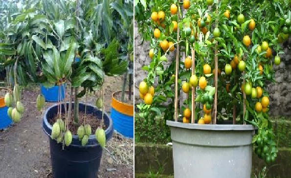 Tips Praktis Agar Tanaman Di Pot Berbuah Lebat" Sangatlah Mudah ...