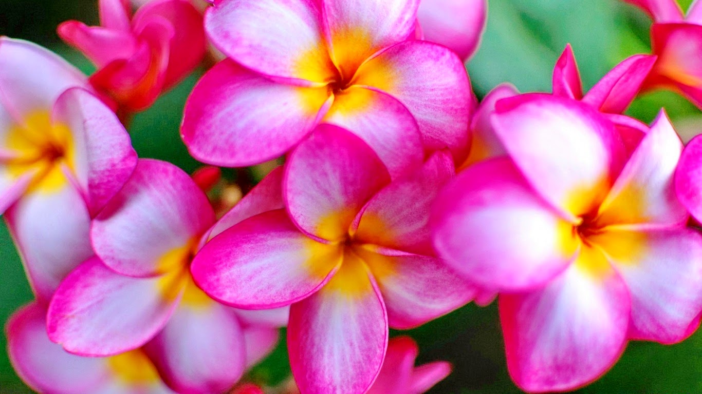 Meilleurs Fonds d'écrans paysages et fleurs | Fond Ecran Pc