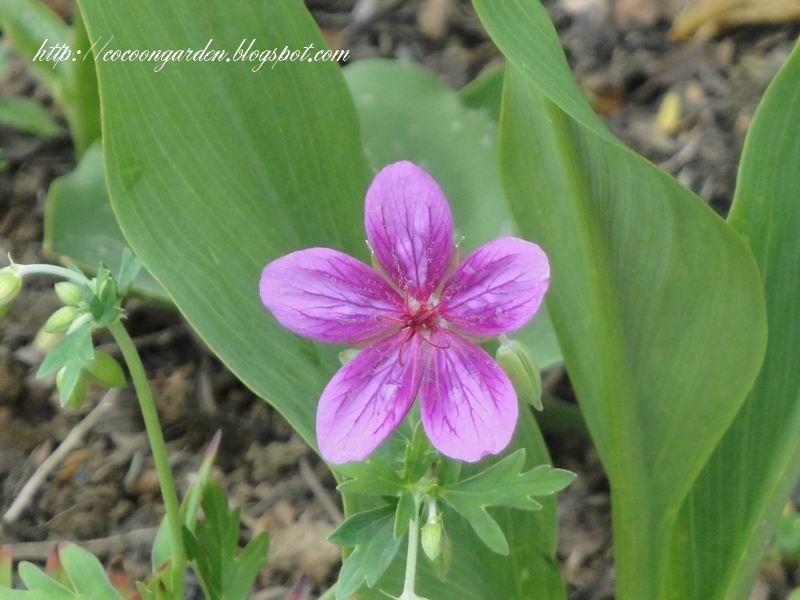 Cocoon Garden: Matinée grisounette...