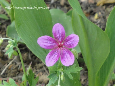Cocoon Garden: Matinée grisounette...
