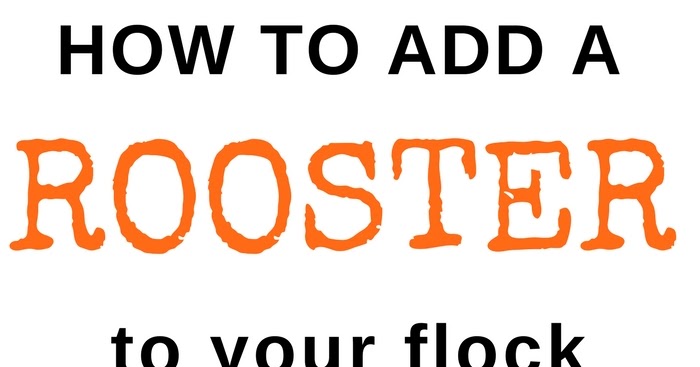 How to add a rooster to the flock - Murano Chicken Farm