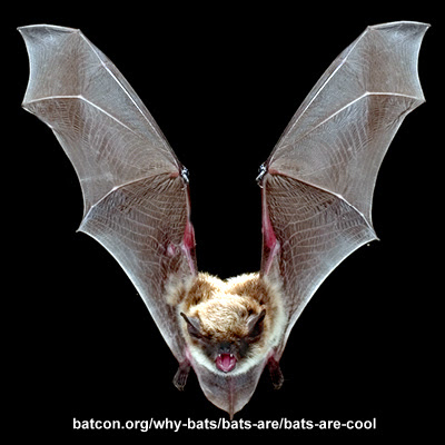 Bats are cool