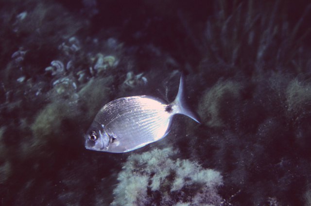Artes de Pesca: VAMOS A PESCAR SARGOS
