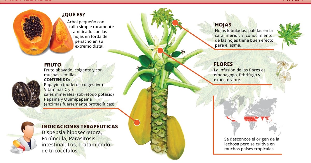 Prensa MinAgricultura: La lechosa: toda una fuente nutritiva y medicinal