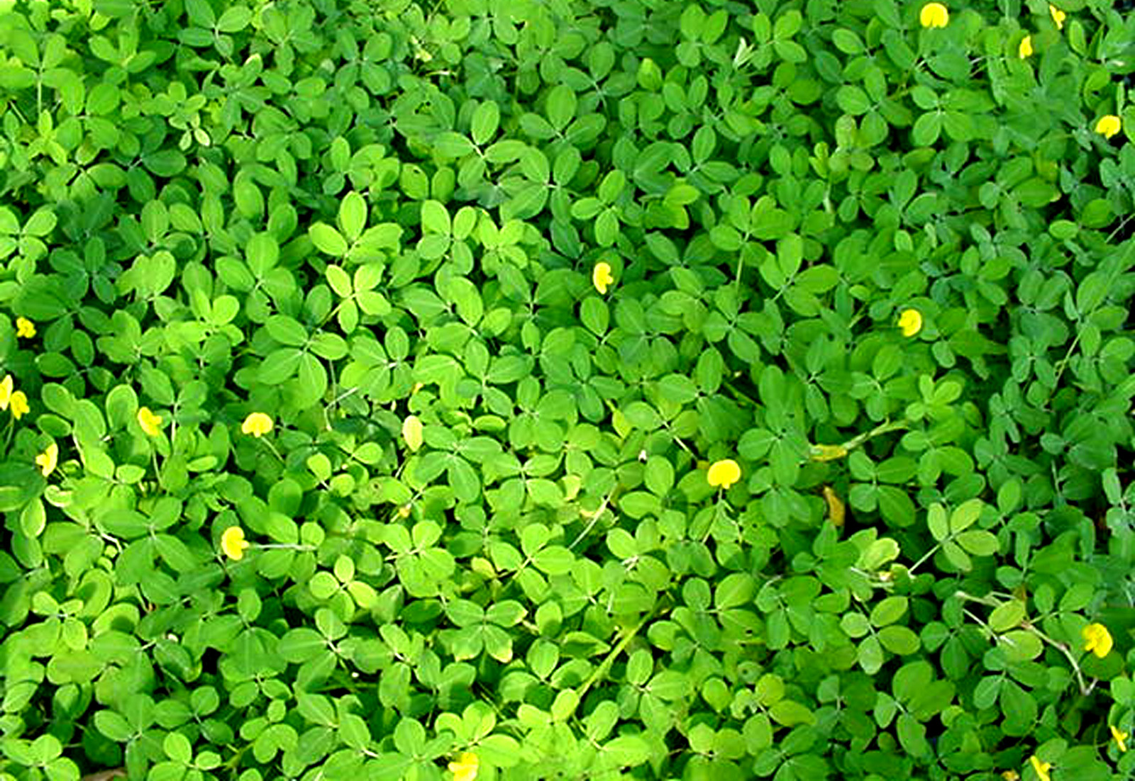 My Small Backyard Garden: Arachis Pintoi - The Groundcover Plant