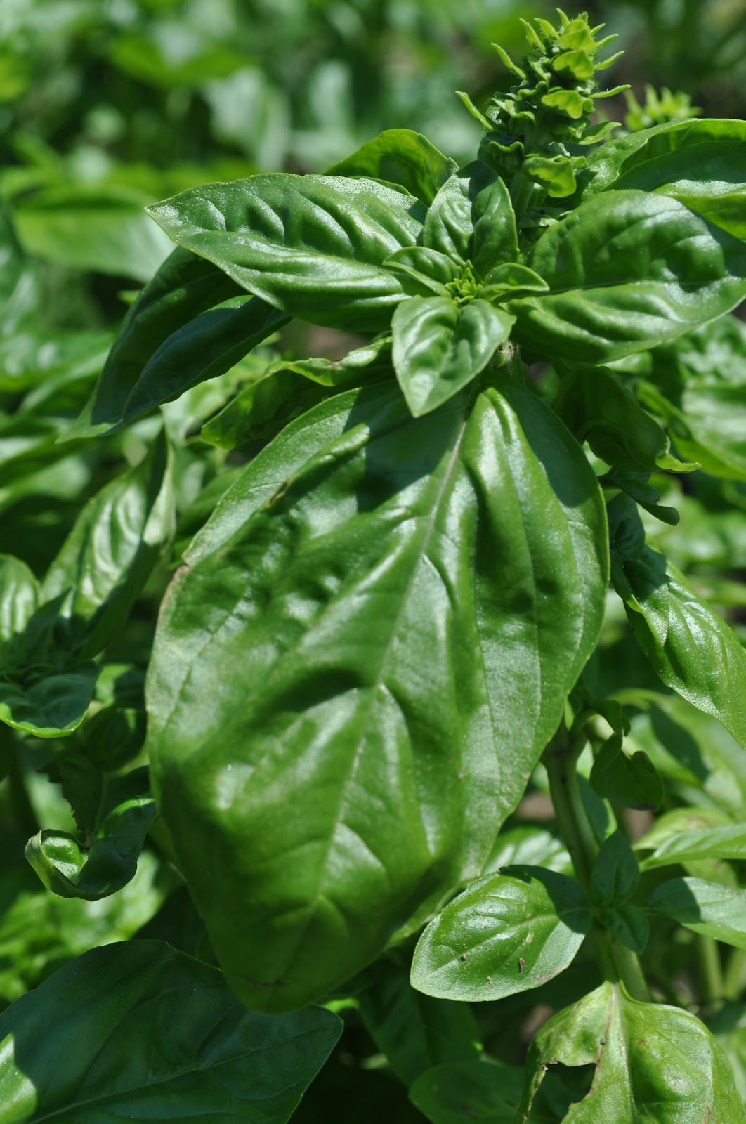 Grassy Branch Farm: Basil & Cilantro - my favorite garden fresh herbs!