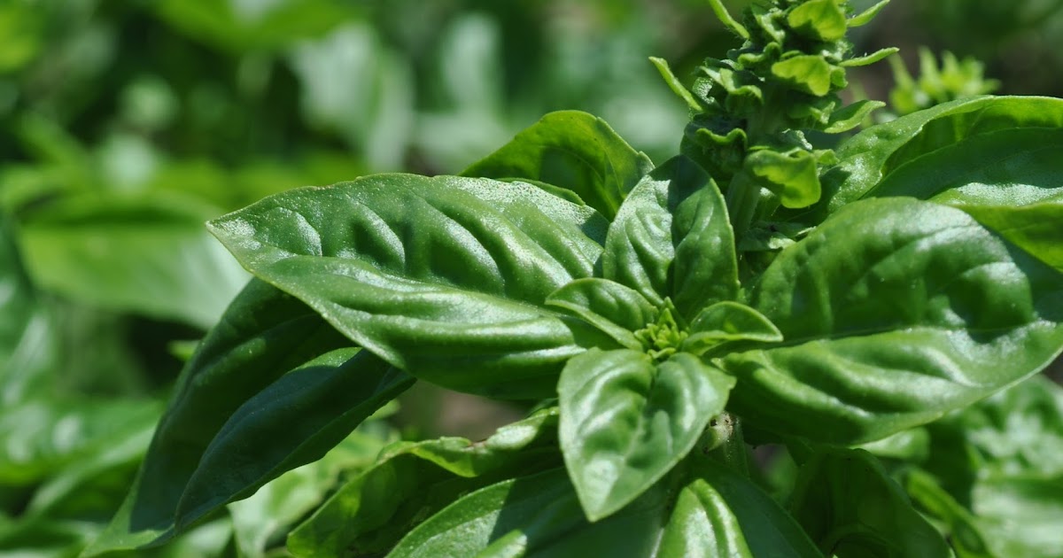 Grassy Branch Farm: Basil & Cilantro - my favorite garden fresh herbs!