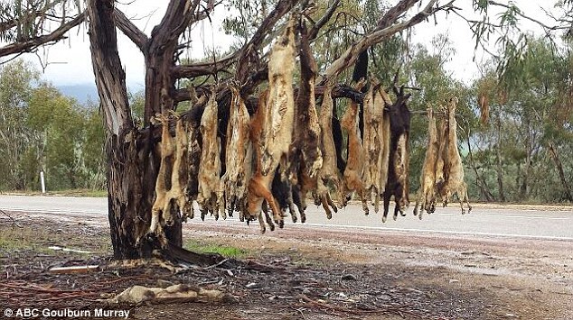 anna maria: Farmer's wild dog trees