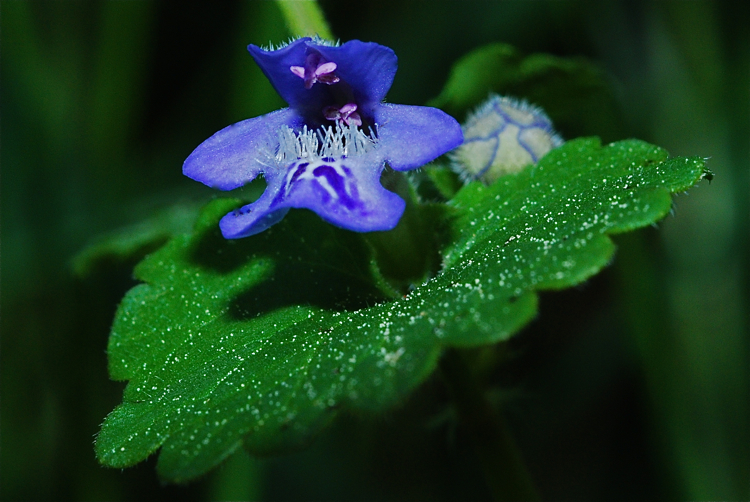 Diary of a Plant Obsessed Aspiring Gardener: Seeds, seeds, and more seeds