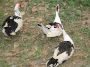 QudRiFaRm: Ikan Jelawat...