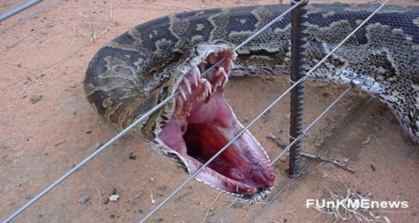 Anaconda La Anaconda Es La Serpiente Ms Grande Del Mundo