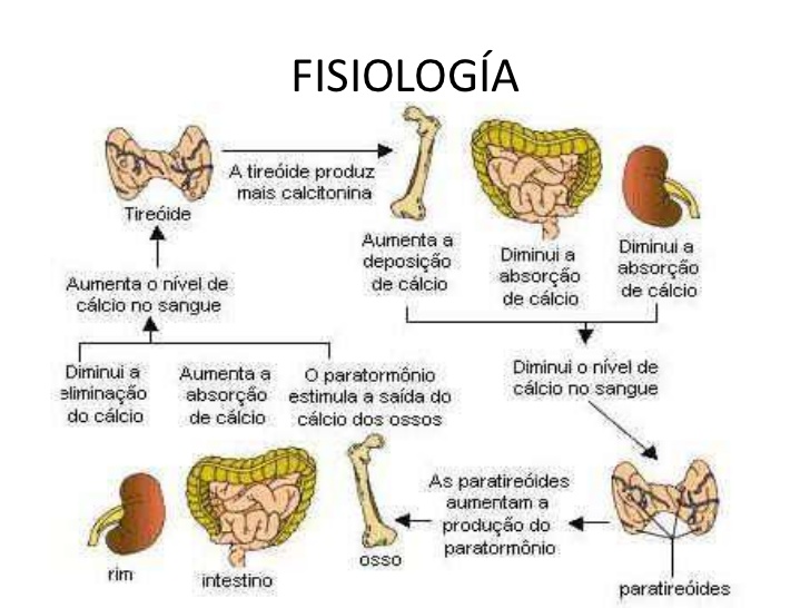 Anatomía e histología de paratiroides
