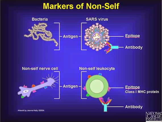 Immune-System-for-8th-Graders: Self And Non-Self