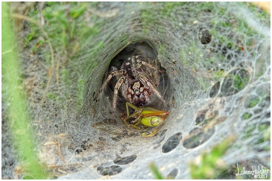 LH VANDAAG: Trechterspin met een sprinkhaan als prooi bij zijn hol!
