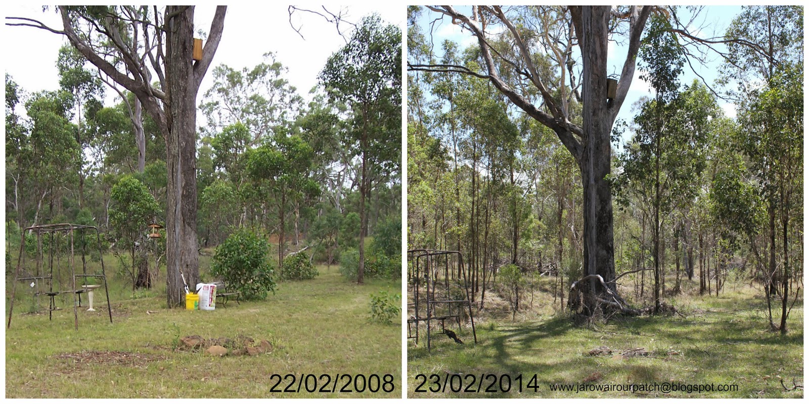 Natural Tree Regeneration at Jarowair