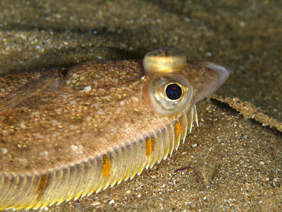 Flatfish | The Life of Animals