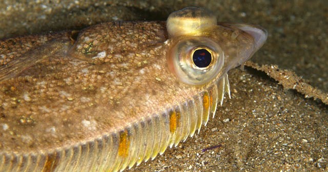 Flatfish | The Life of Animals