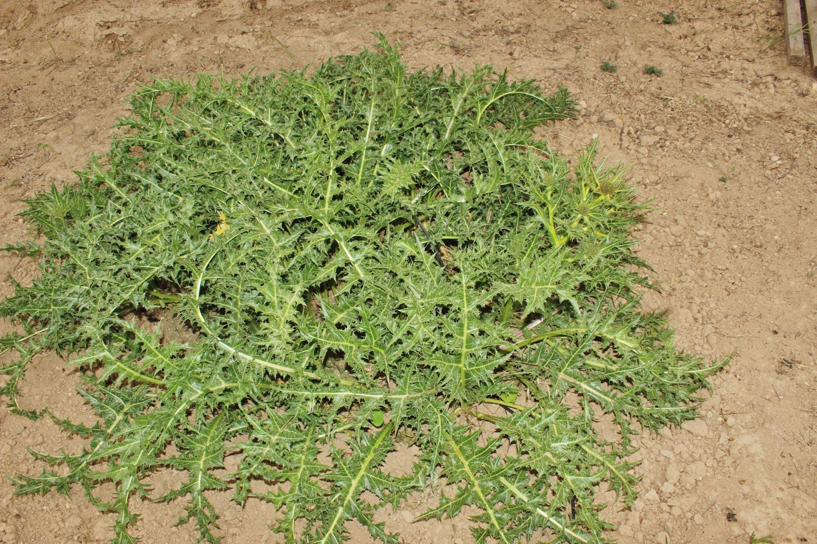 Biodiversity of Cyprus by NGO Protection of the Natural Heritage and ...