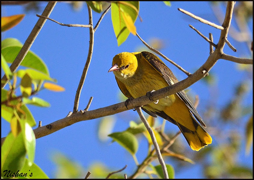 Birds of Saudi Arabia: Eurasian Golden Orioles & more in Udhailiyah ...