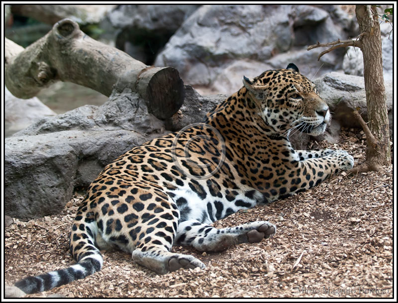 PERDIDO EN EL AMAZONAS: Panthera onca (Jaguar, tigre americano, ocelote)