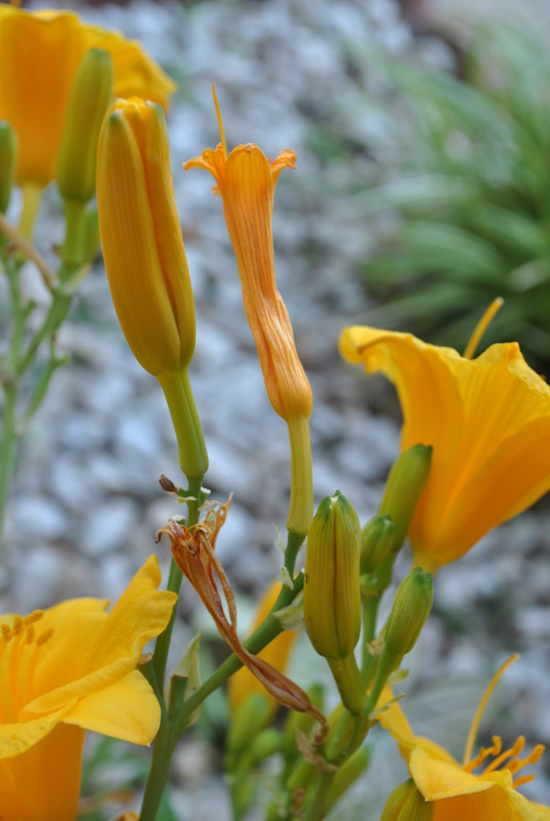 HHS Digital Photography