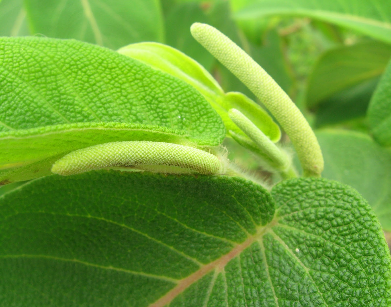 MEDICINAL PLANT: MATICO