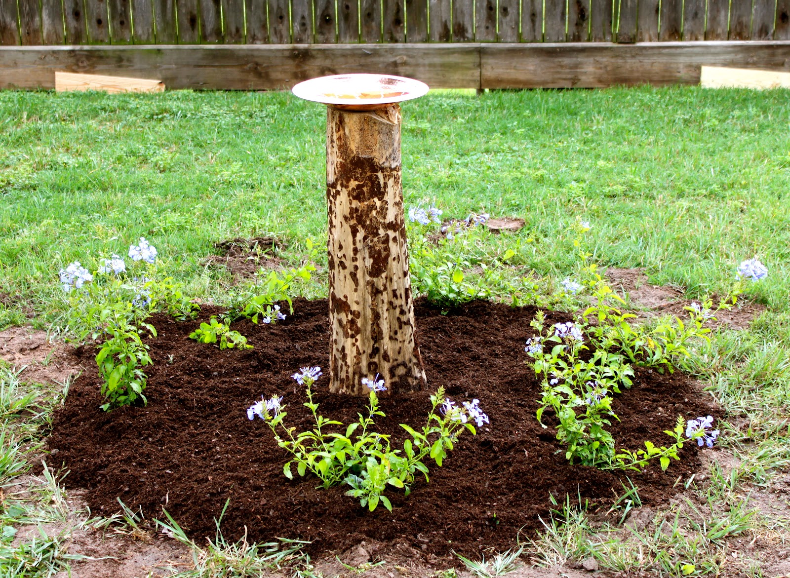 The Ringley Family Circus: Jagged Tree Stump or Beautiful Bird Bath?