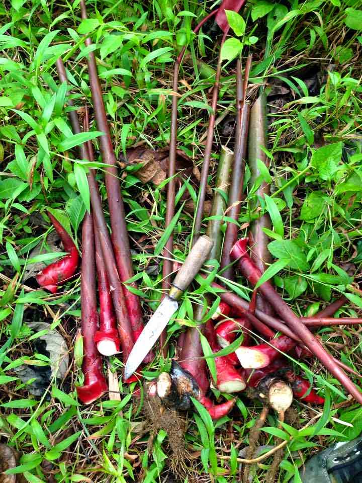 Honje | Khasiat Honje bagi Tubuh | Obat Tradisional | Pengobatan ...