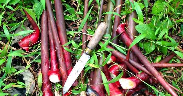 Honje | Khasiat Honje bagi Tubuh | Obat Tradisional | Pengobatan ...