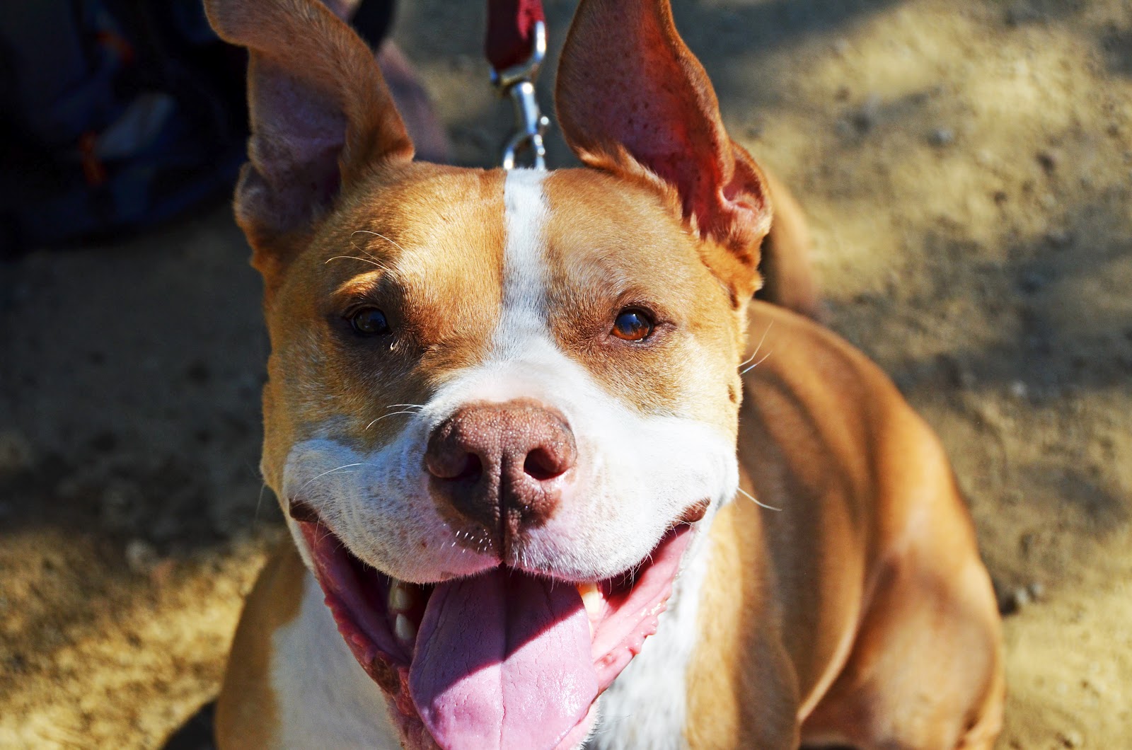 Dogs In the Bubble: HikeABull Meet the Pack at Fremont Older Open Space