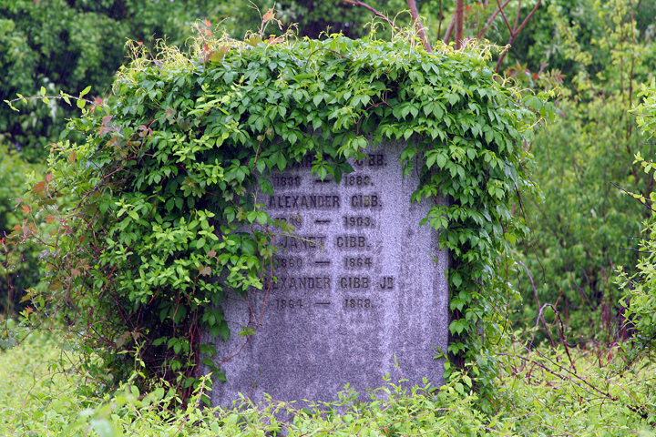 The Cemetery Traveler - by Ed Snyder: Antique Cemetery Roses!