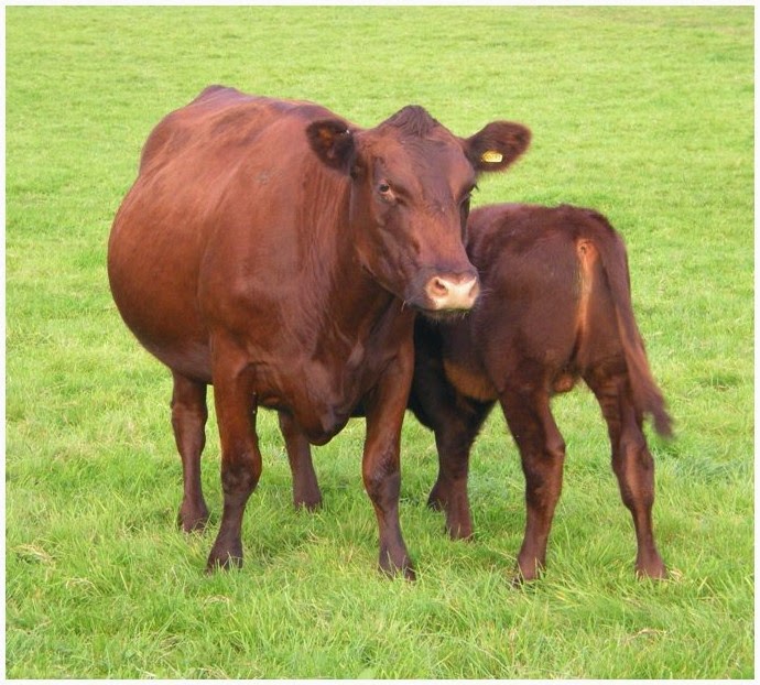 Generalidades de la Ganadería Bovina.: Red Poll