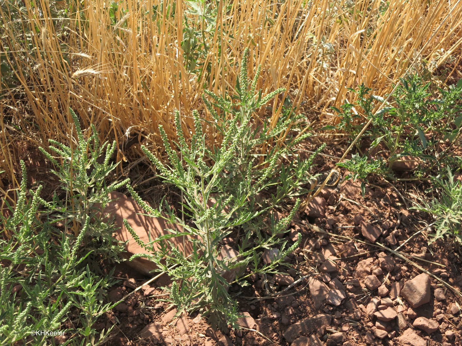 A Wandering Botanist: Plant Story--Ragweed, Ambrosia, an American ...