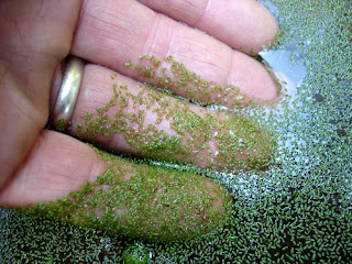 BUNGA TERBESAR, TERTINGGI DAN TERKECIL DI DUNIA - Ensiklopedia Cilik