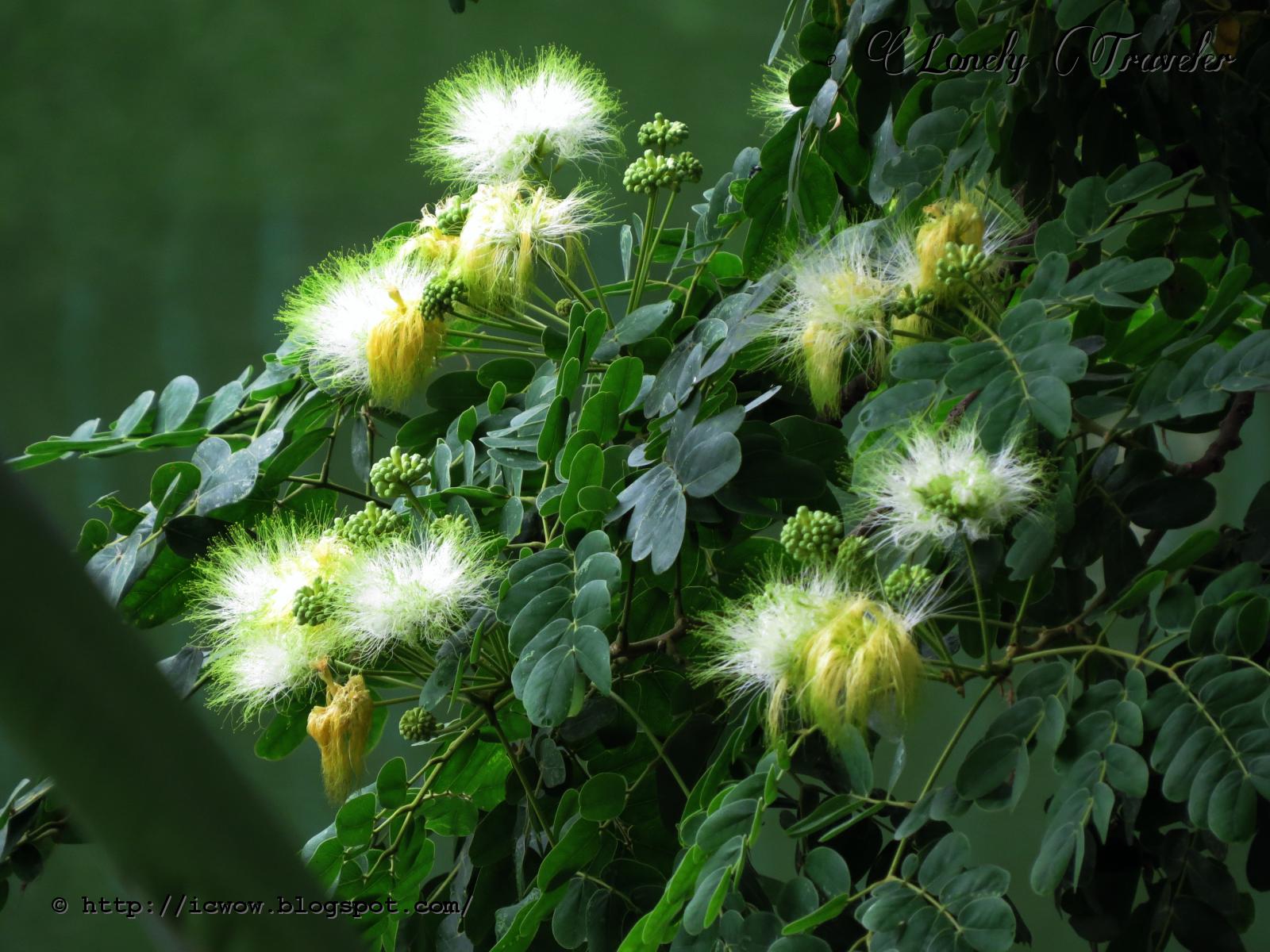 Shirish - Albizia lebbeck