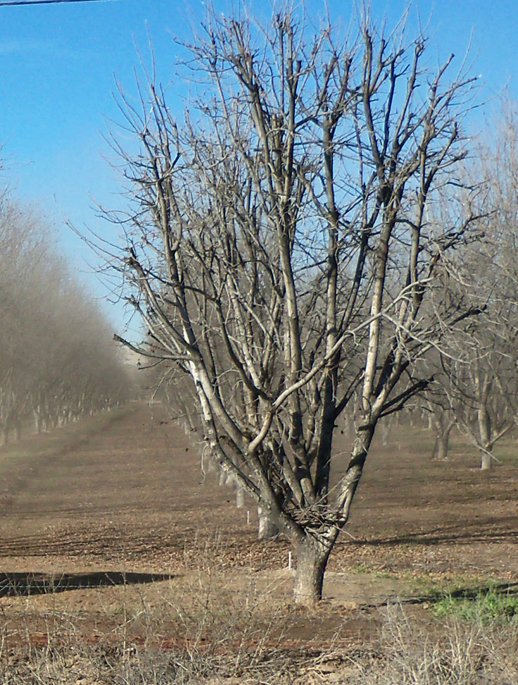 Sharon's Tucson Wilderness: Pecans in the Desert