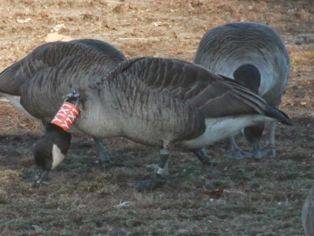 Paul's US Birding Blog: Banded Canada Geese in Five Islands Park, New ...