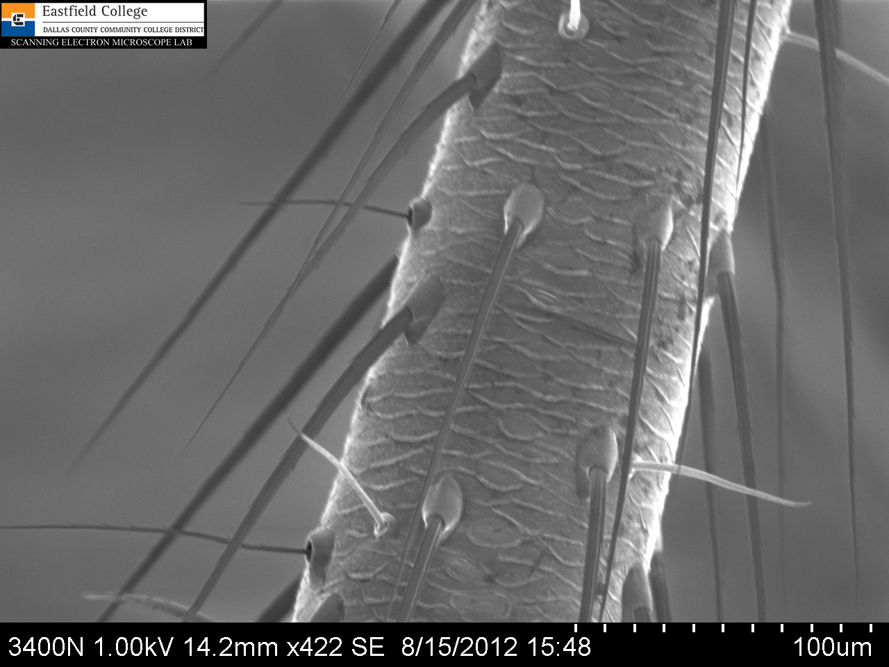 Scanning Electron Microscope Blog: Itsy Bitsy Spider - The Scanning ...