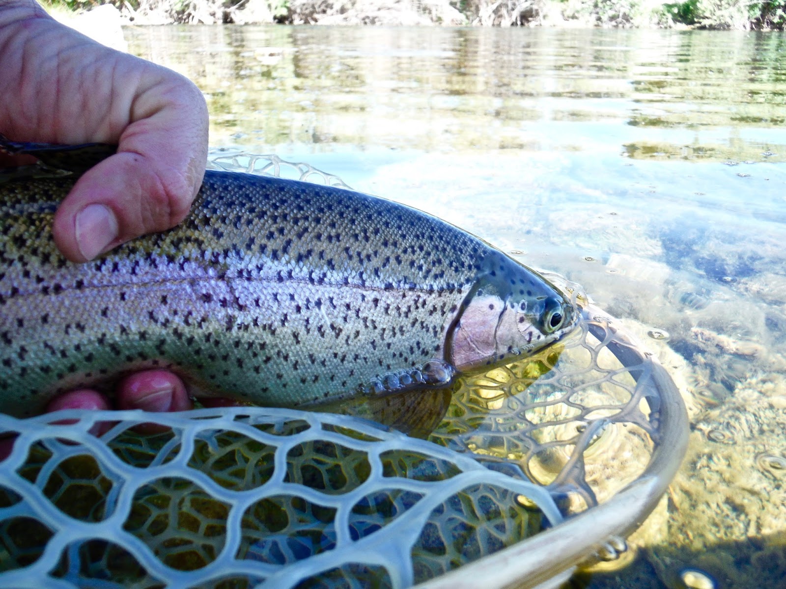 Erik’s Fly Fishing Blog: Ruby Marsh
