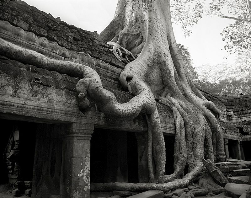 El Hurgador [Arte en la Red]: Beth Moon [Fotografía, Árboles]