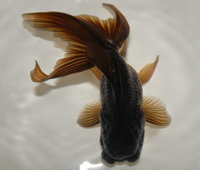 金魚&水族快訊Goldfish & Aquarium Messages: 鈴木黑龍(Suzuki Azuma-nishiki)