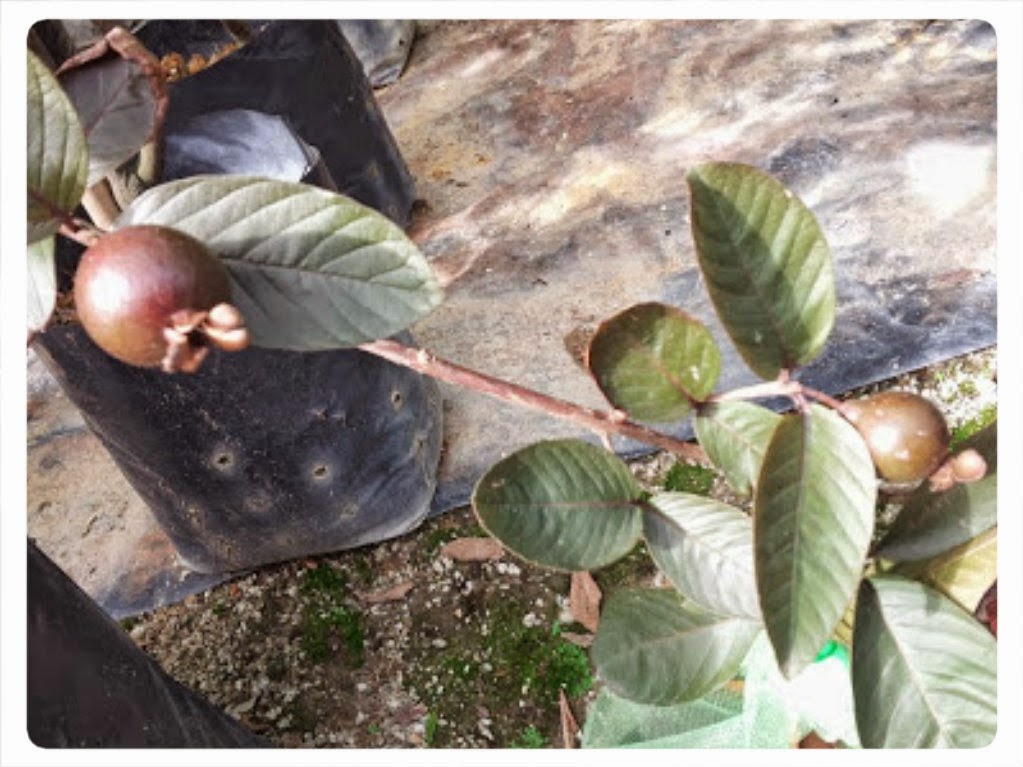 Cita Tani Nursery (NS0154959-D): Benih Jambu Batu Merah